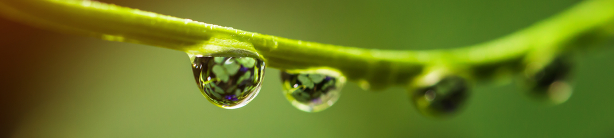 What is capillary action and how is it affected by gravity? Ariel ...