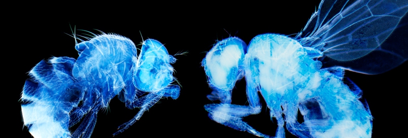 The Rate of Genetic Change - How Fast Do Mutations Arise? | Magazine ...