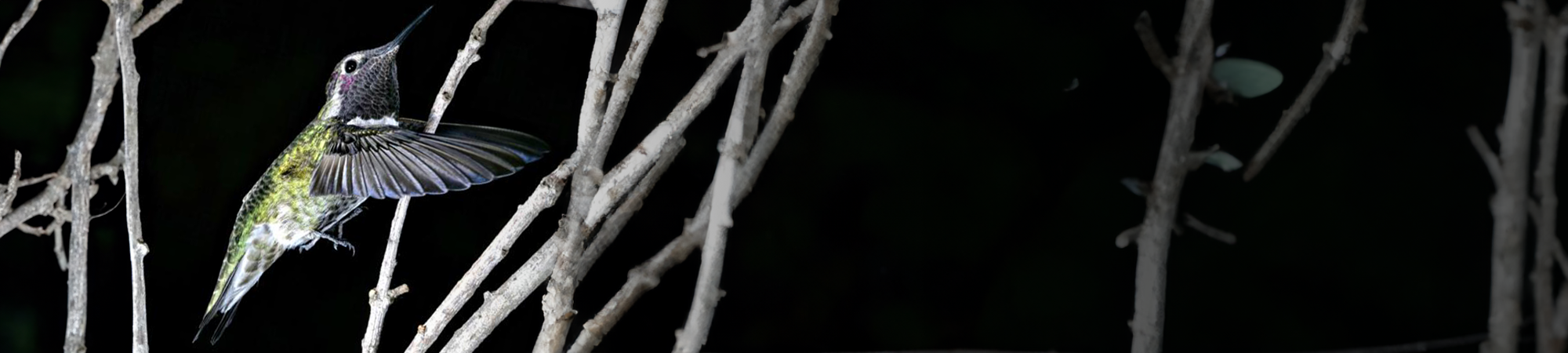 לטוס כמו המילניום פלקון בכוכב המוות | מגזין | מכון דוידסון